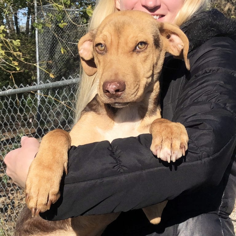 Noah - Animal House Shelter