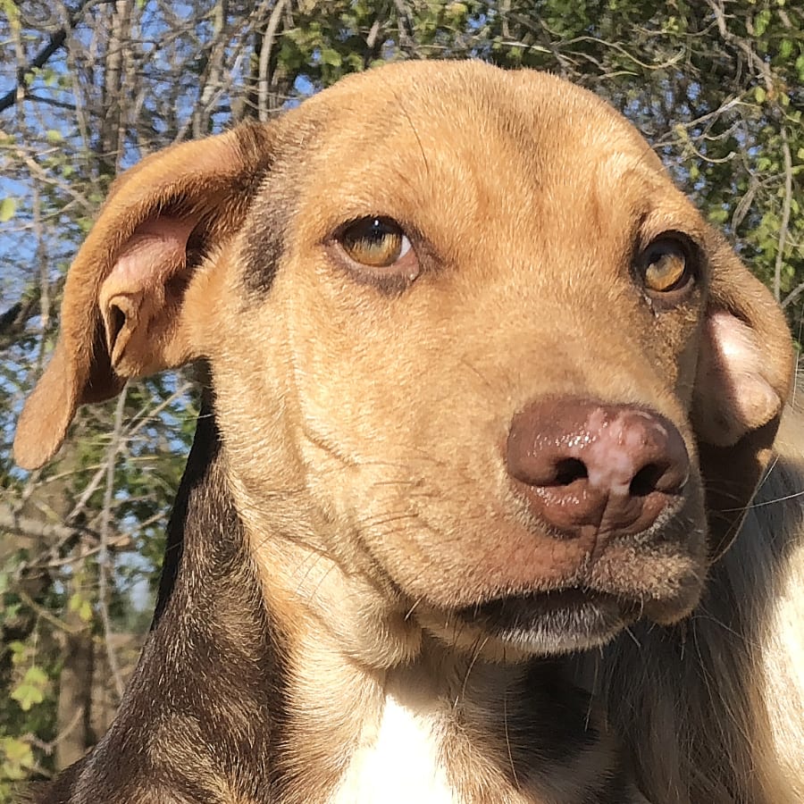 Noah - Animal House Shelter