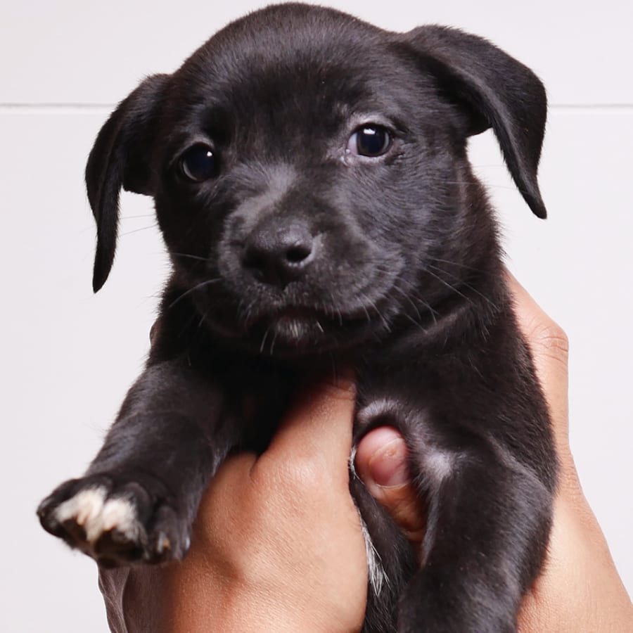 Shelly - Animal House Shelter