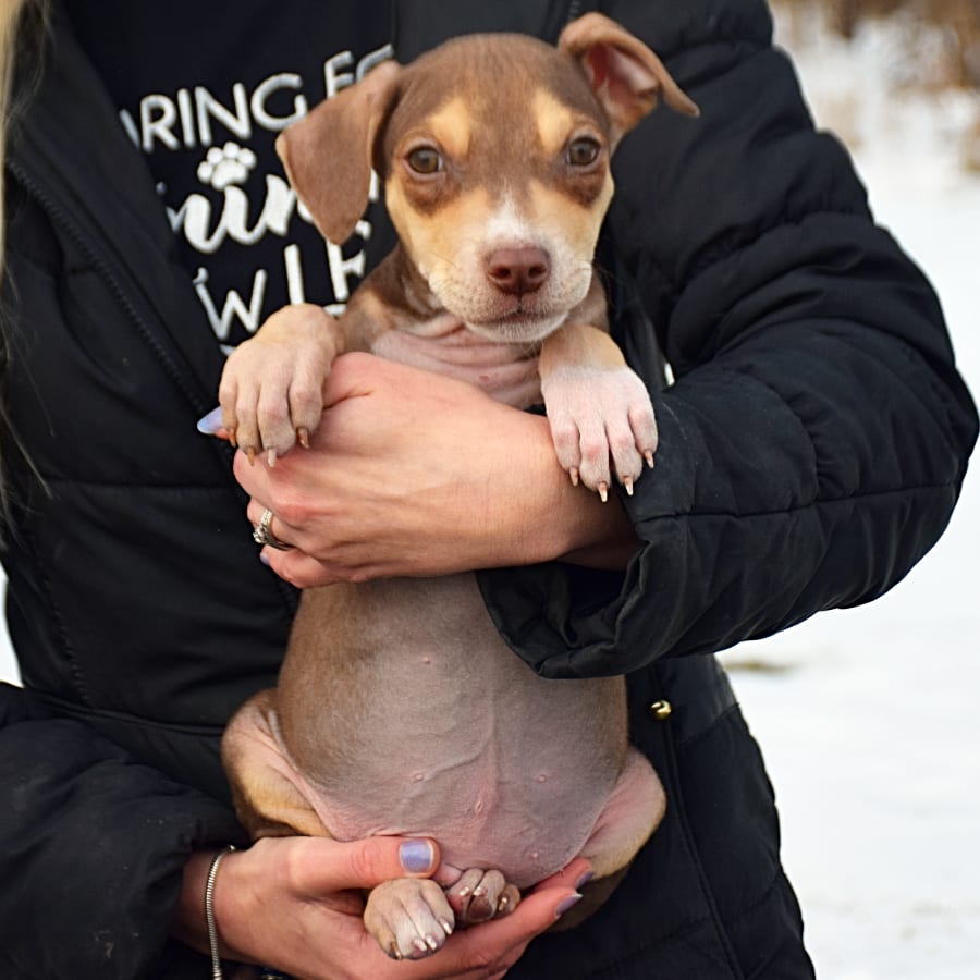 Skeeter - Animal House Shelter