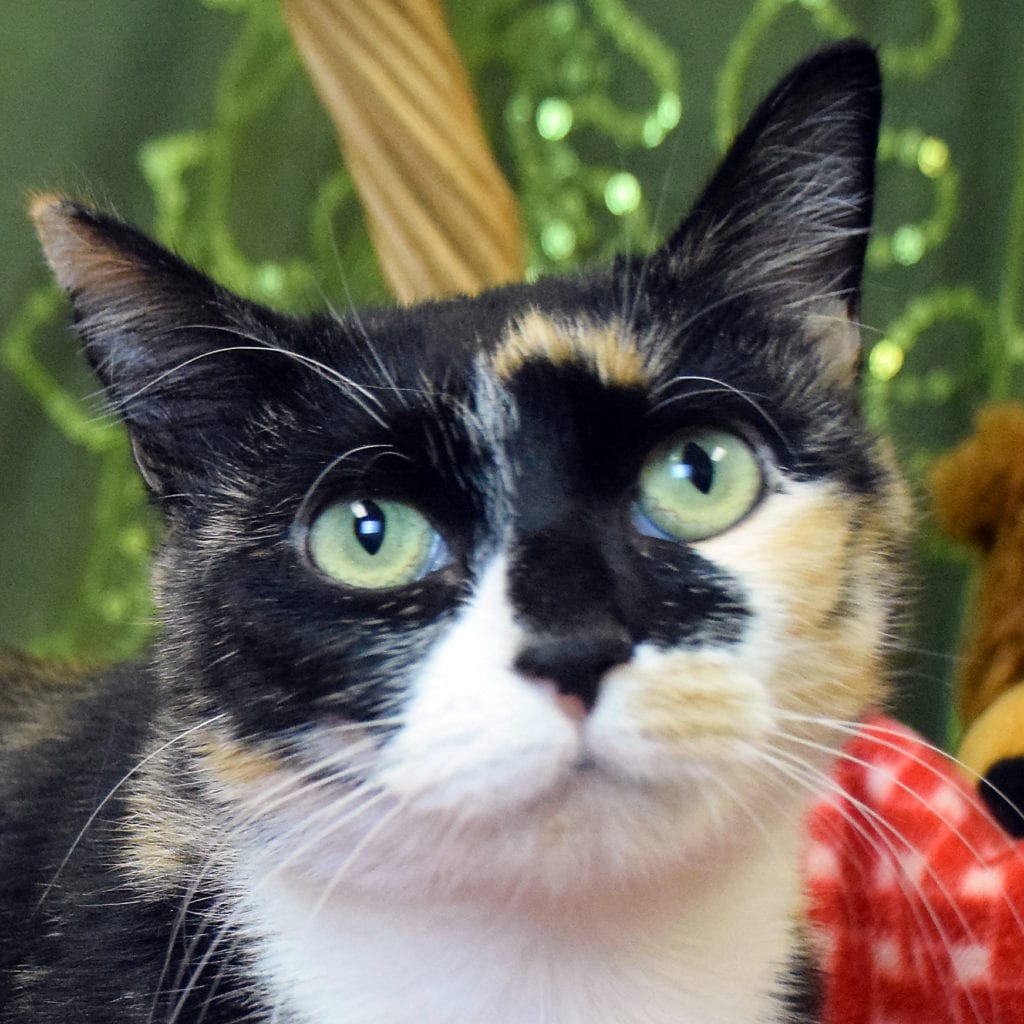 Cherry | Animal House Shelter