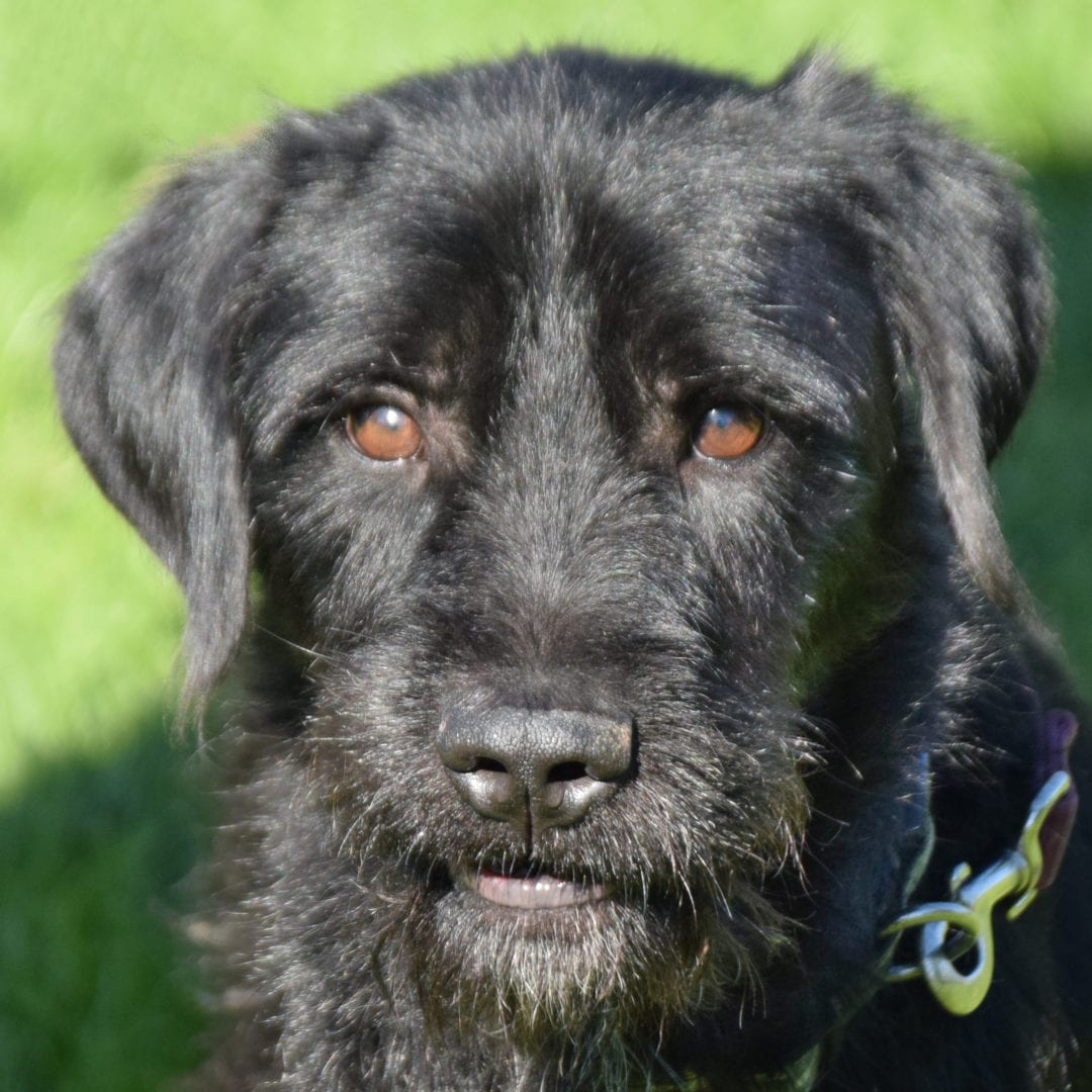 Griffin - Animal House Shelter