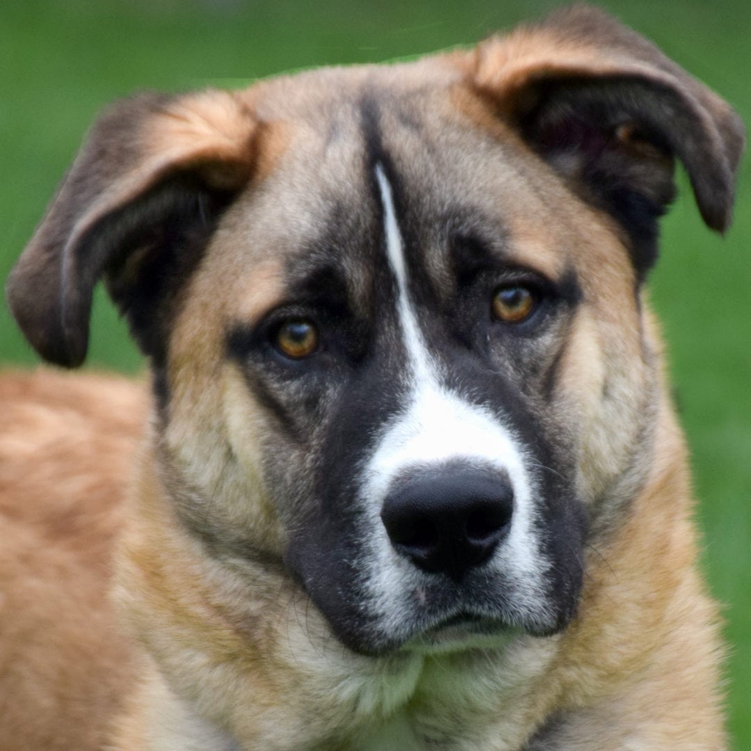 Ranger - Animal House Shelter