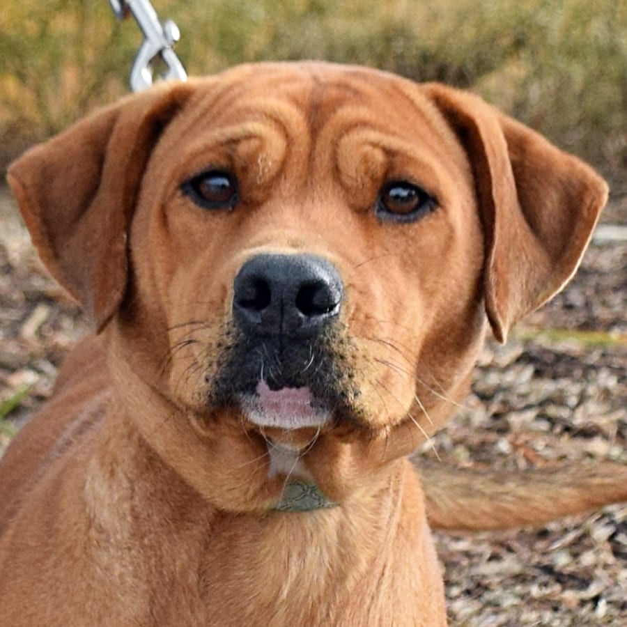 Katie - Animal House Shelter