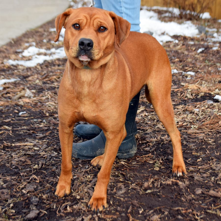 Katie - Animal House Shelter