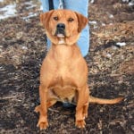 Katie - Animal House Shelter