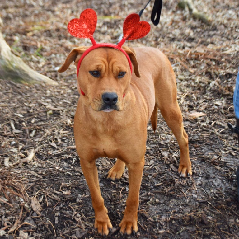 Katie - Animal House Shelter