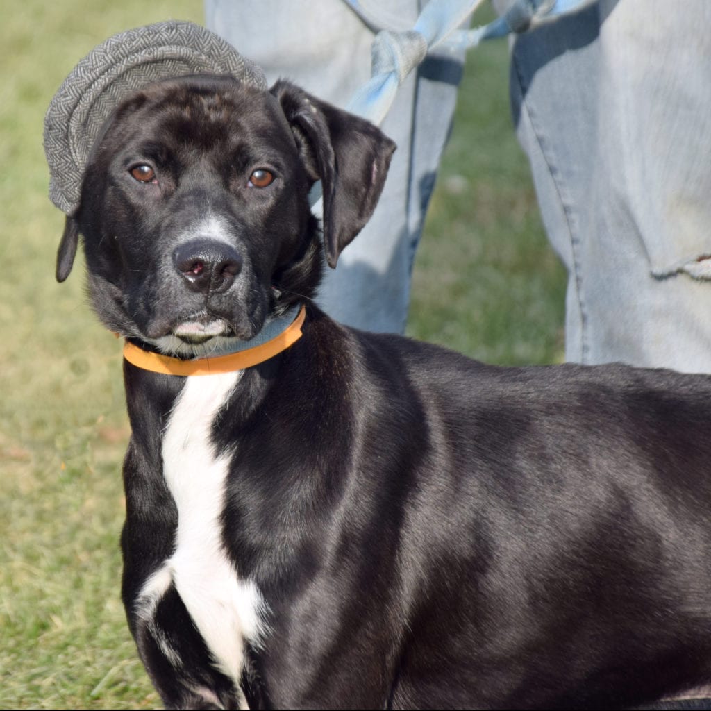 Aaron - Animal House Shelter