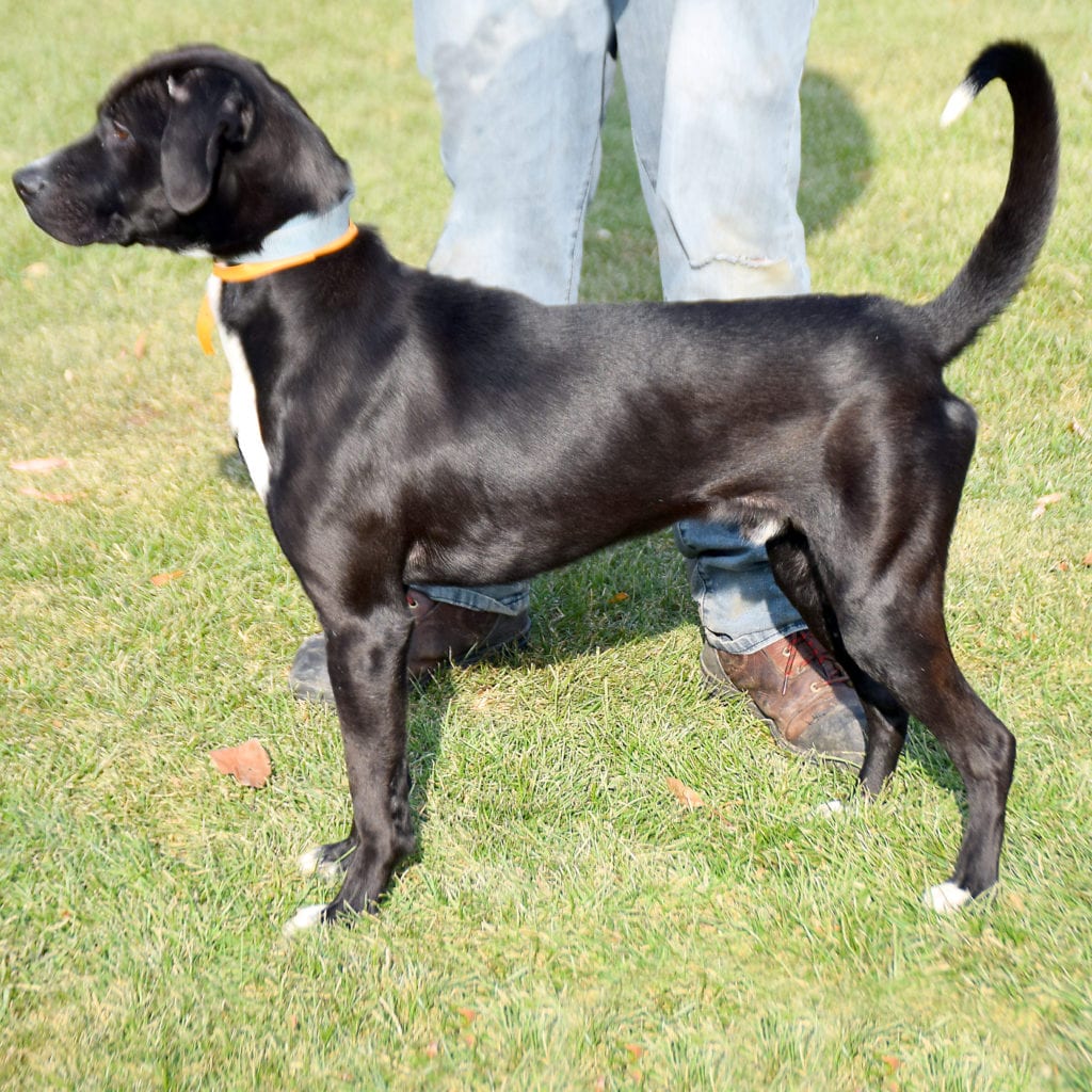 Aaron - Animal House Shelter