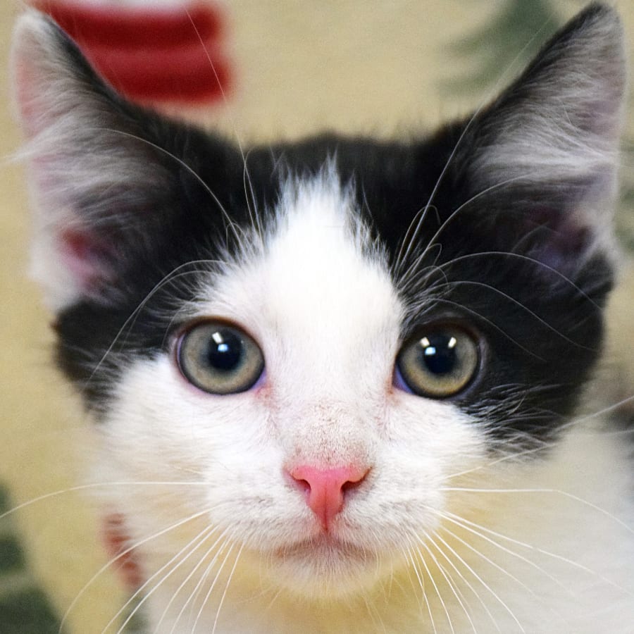 Buffy - Animal House Shelter