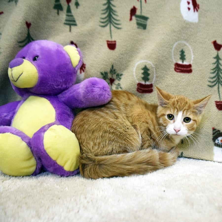 Caramel - Animal House Shelter