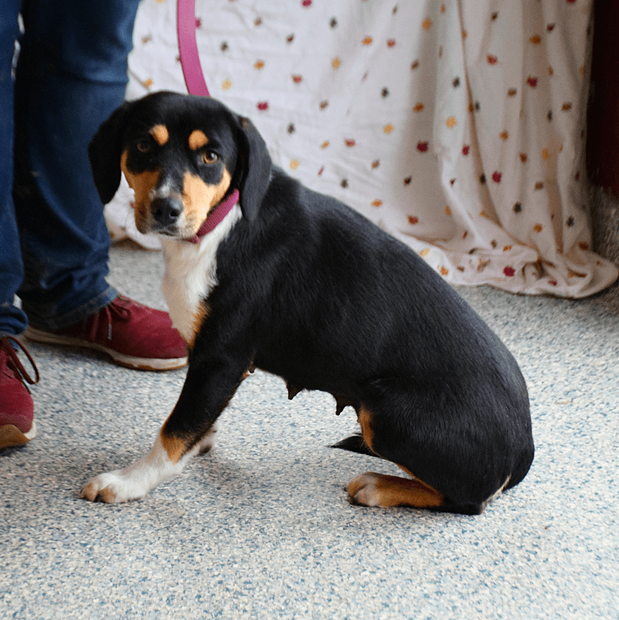 Amelia - Animal House Shelter