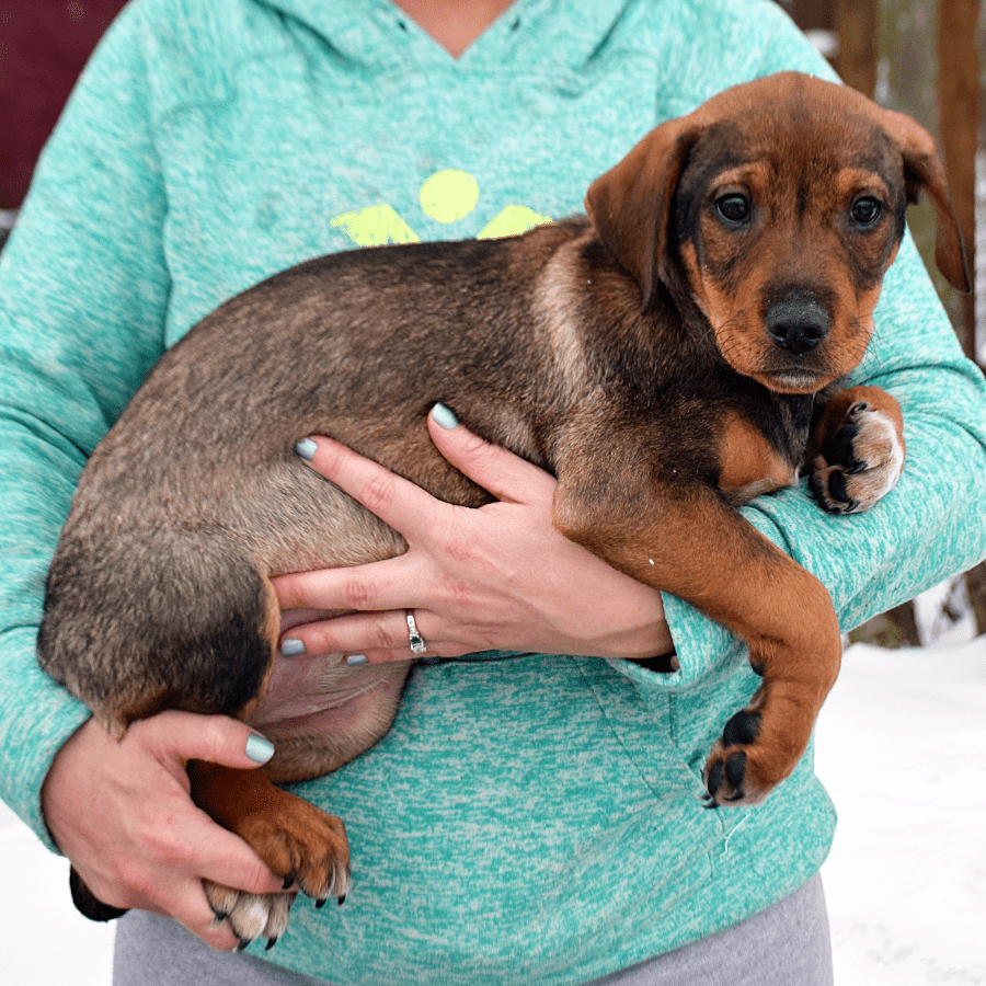 Lee - Animal House Shelter