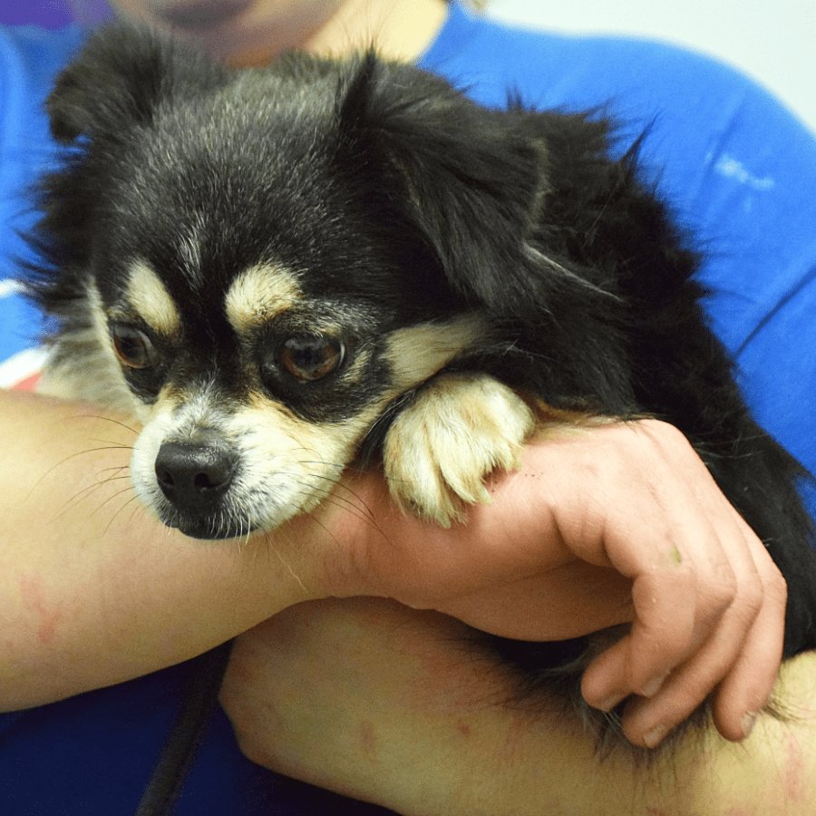 Merlot - Animal House Shelter