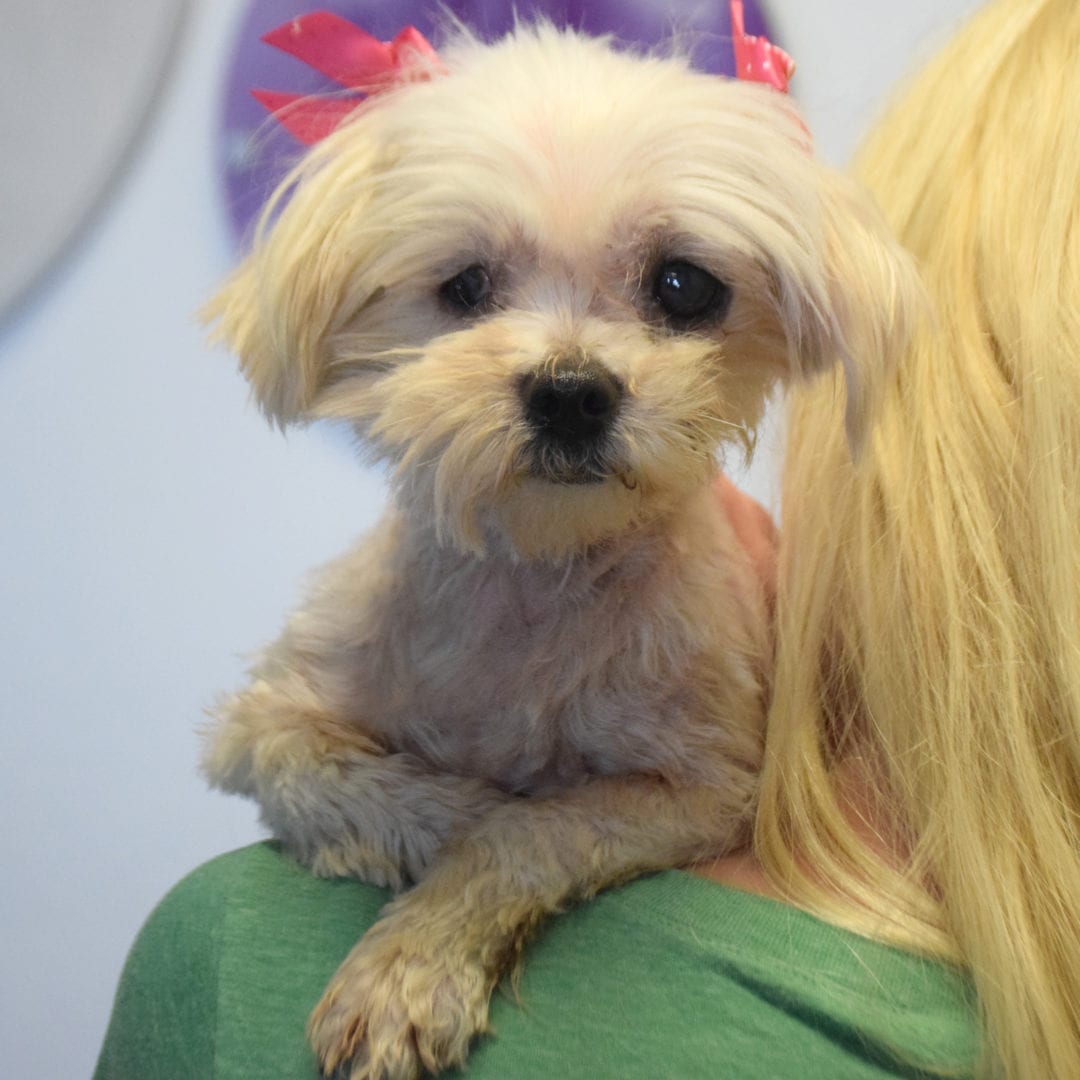 Heidi - Animal House Shelter