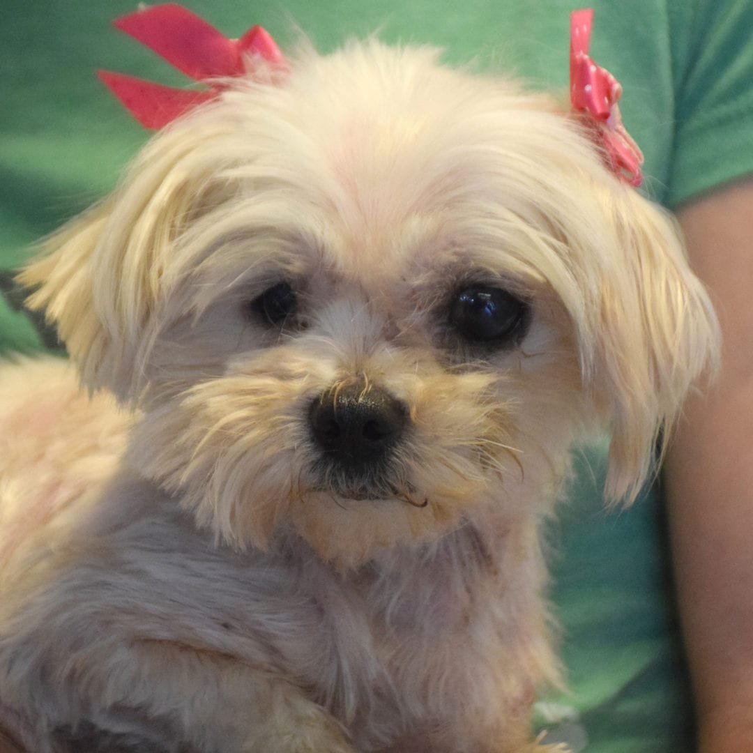 Heidi - Animal House Shelter