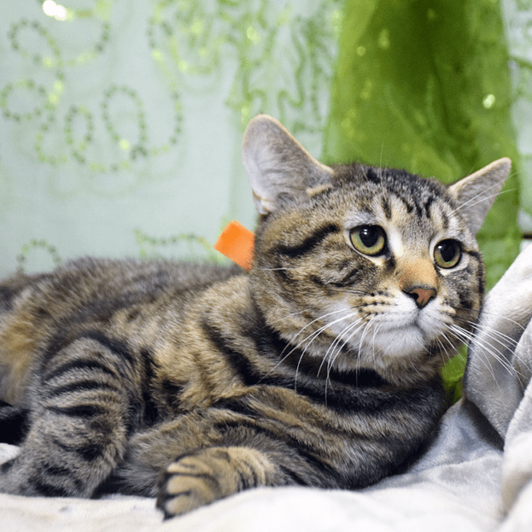 Greg - Animal House Shelter