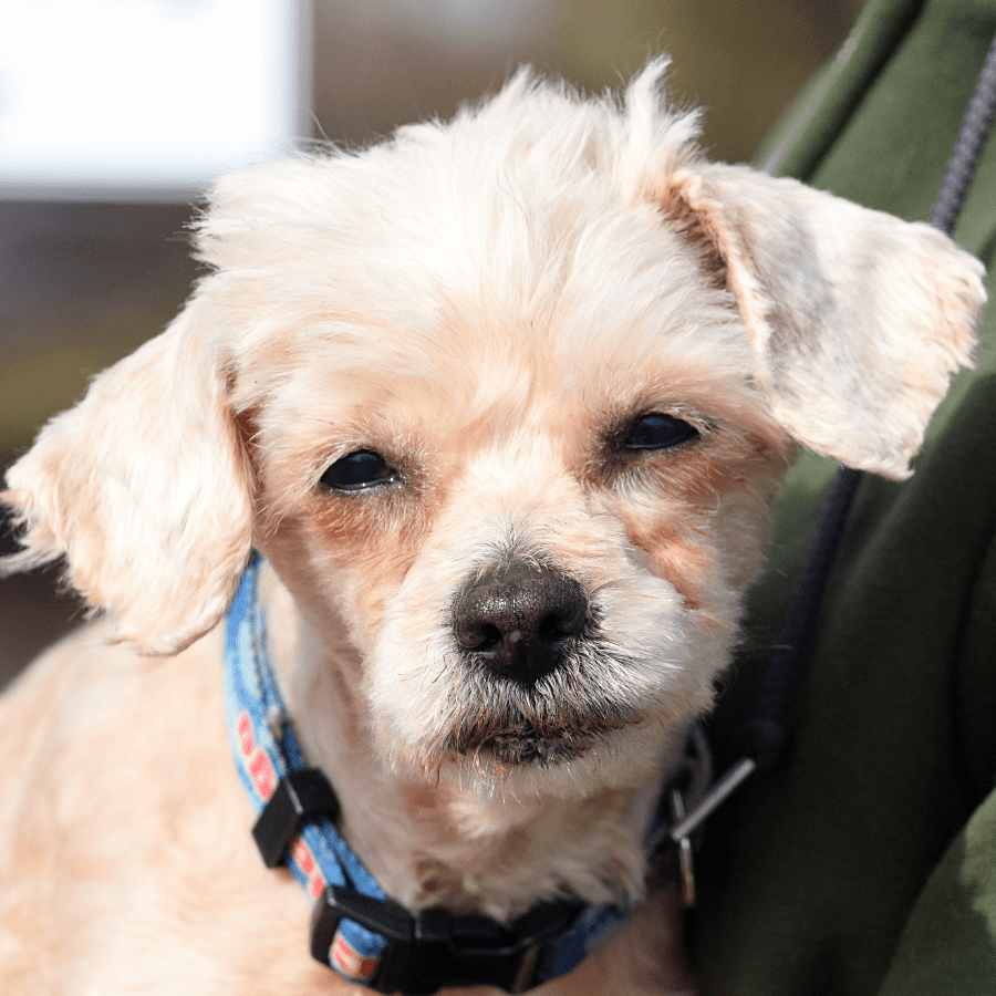 Malibu - Animal House Shelter