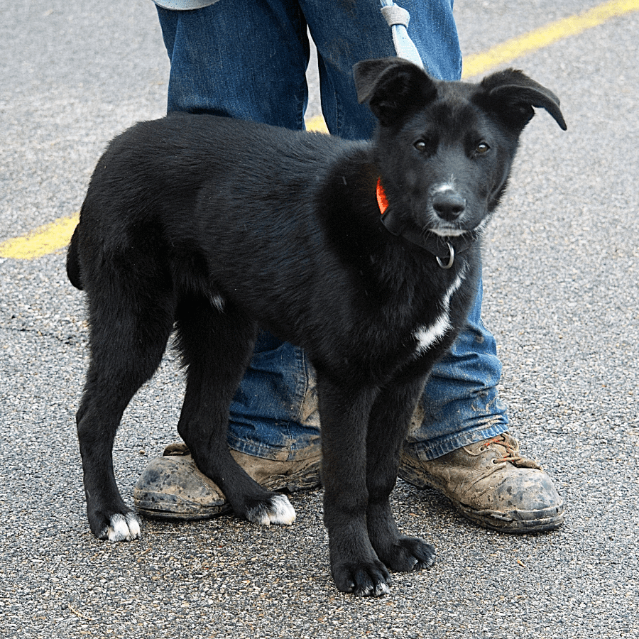 Randy - Animal House Shelter