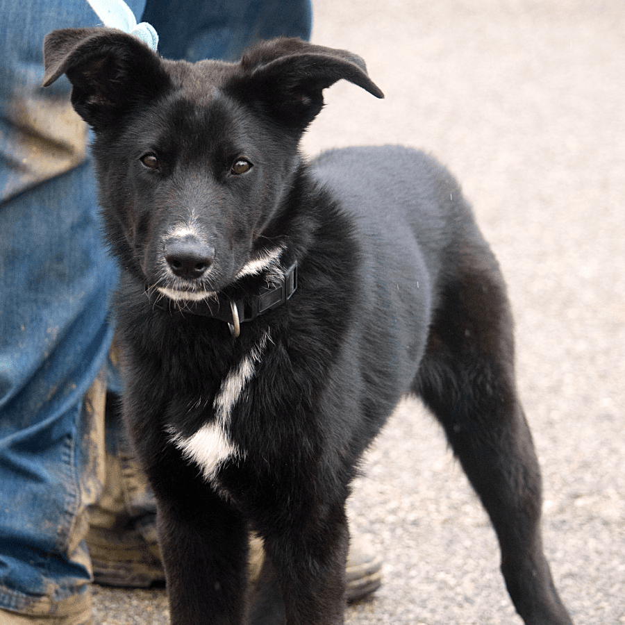 Randy - Animal House Shelter