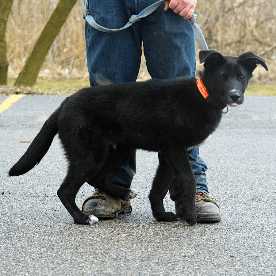 Randy - Animal House Shelter