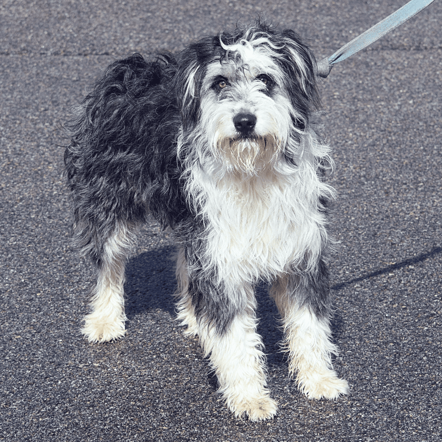 Rosco - Animal House Shelter