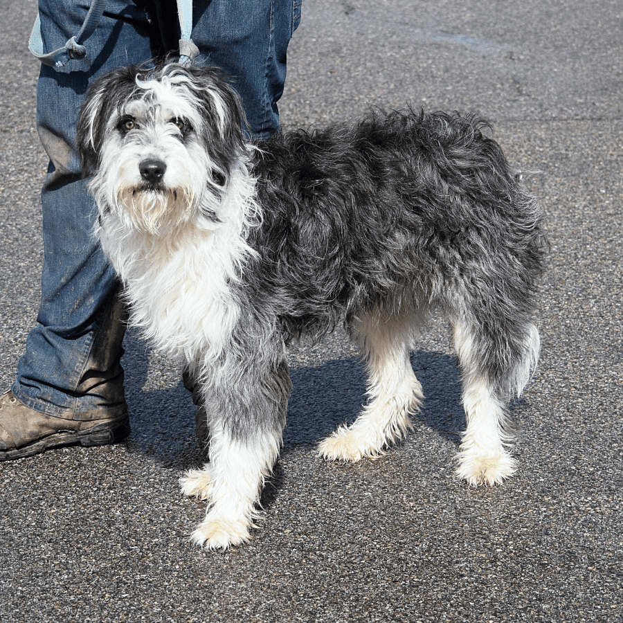 Rosco - Animal House Shelter