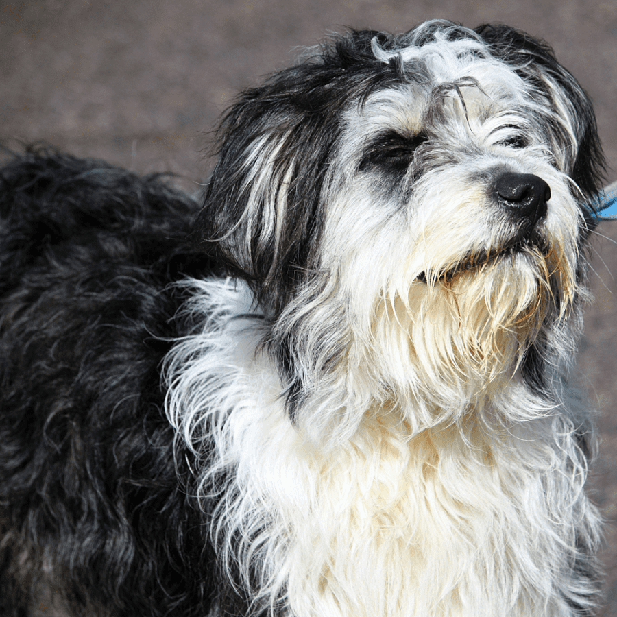 Rosco - Animal House Shelter