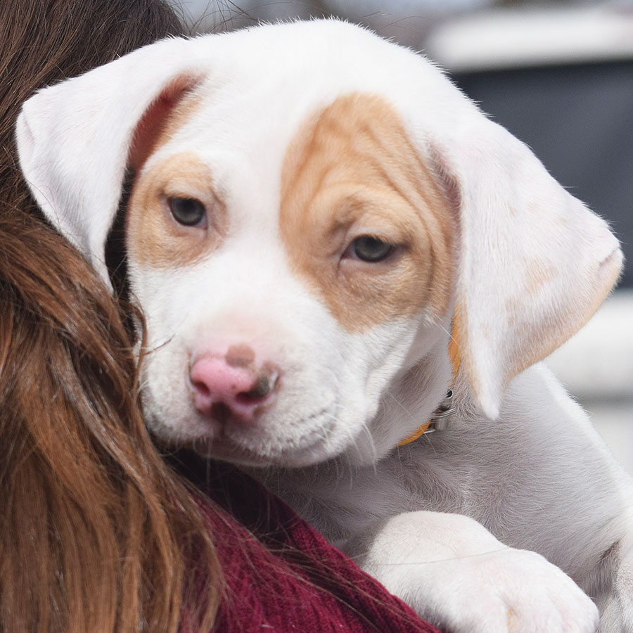 Alice - Animal House Shelter