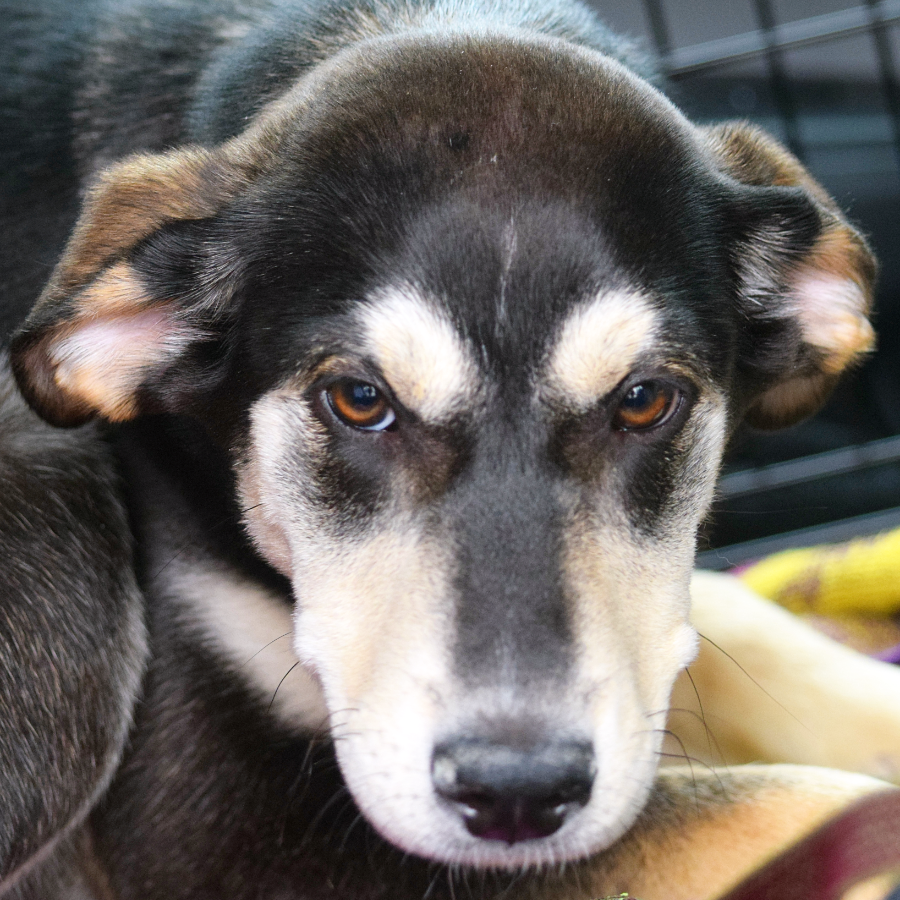 Elle - Animal House Shelter