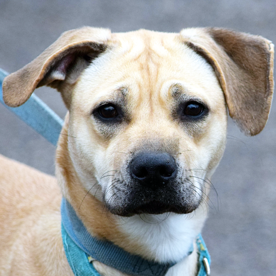 Leah - Animal House Shelter