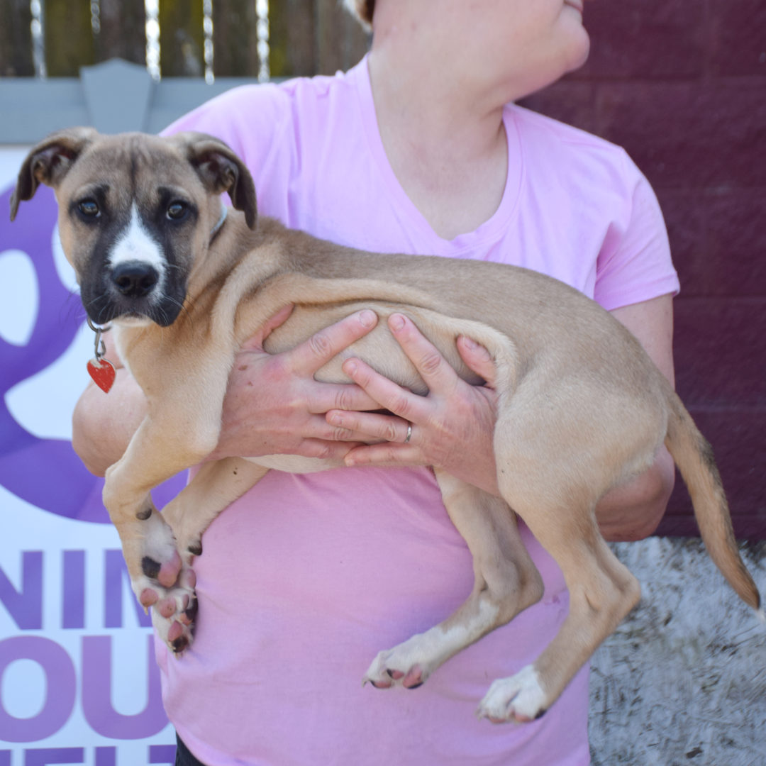 Edgar - Animal House Shelter