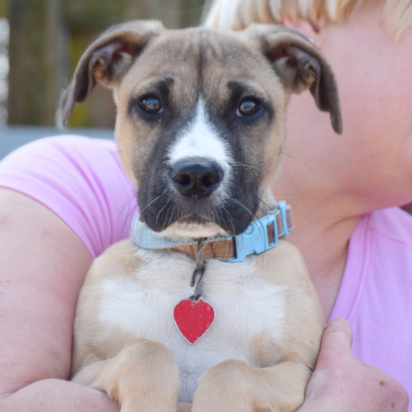 Edgar - Animal House Shelter