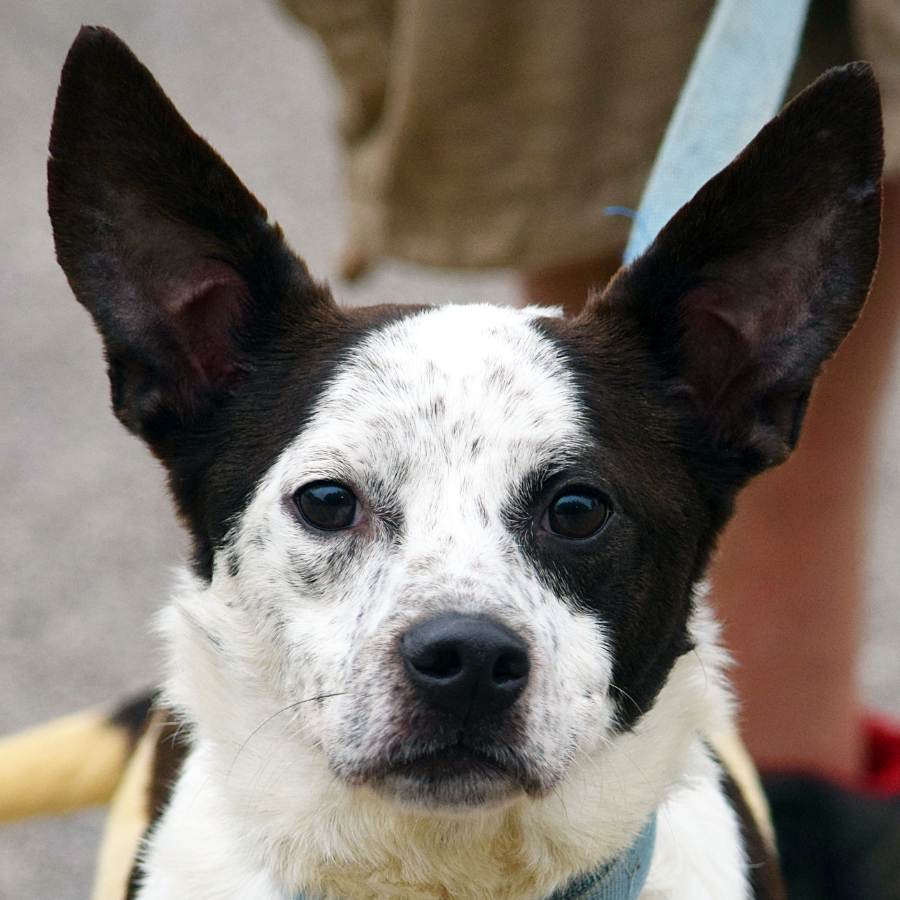 Harris - Animal House Shelter