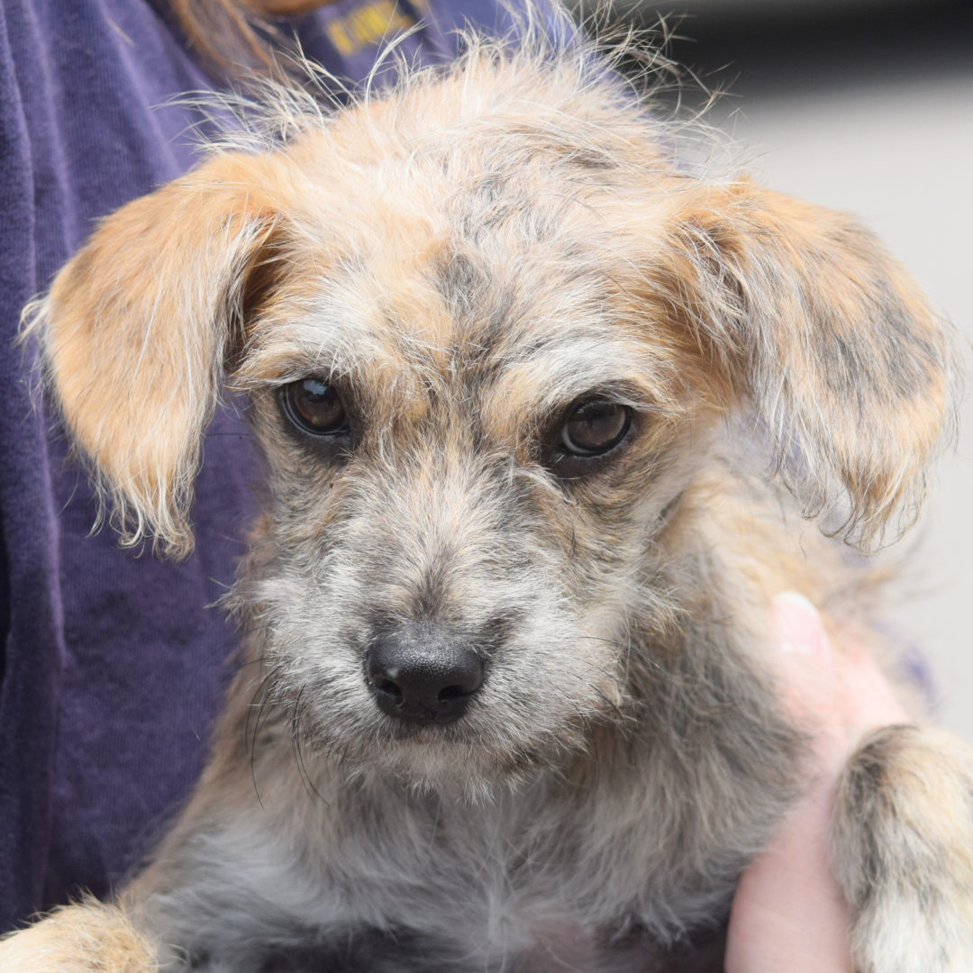 Fritz - Animal House Shelter