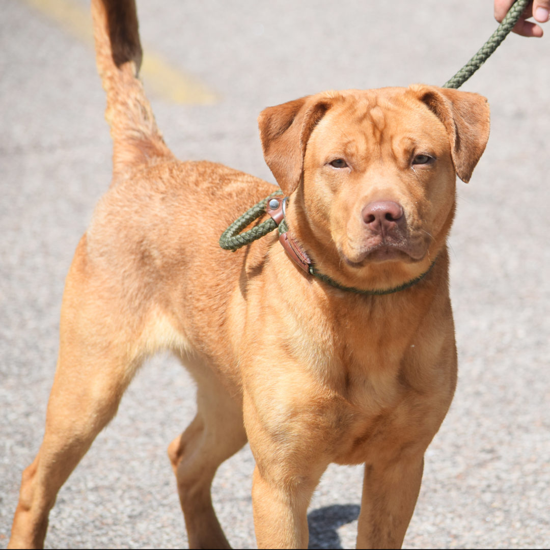 Jill - Animal House Shelter