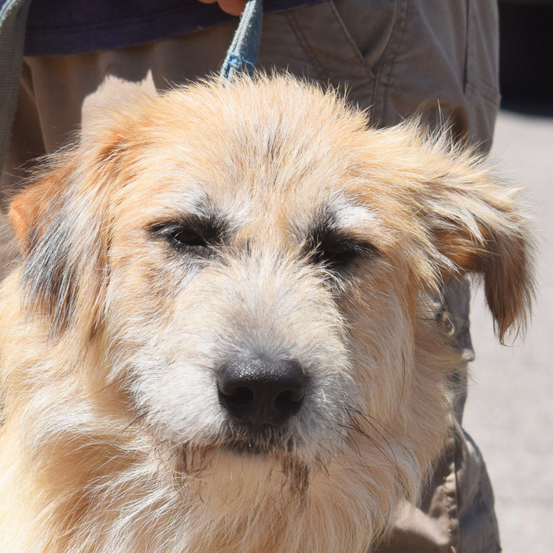 Shaggie - Animal House Shelter