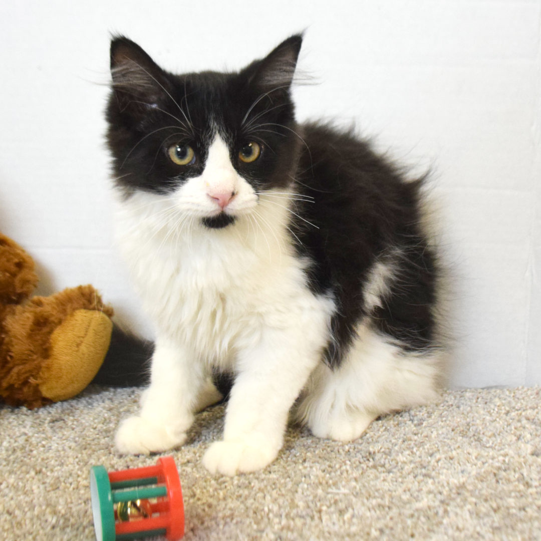 Checkers - Animal House Shelter