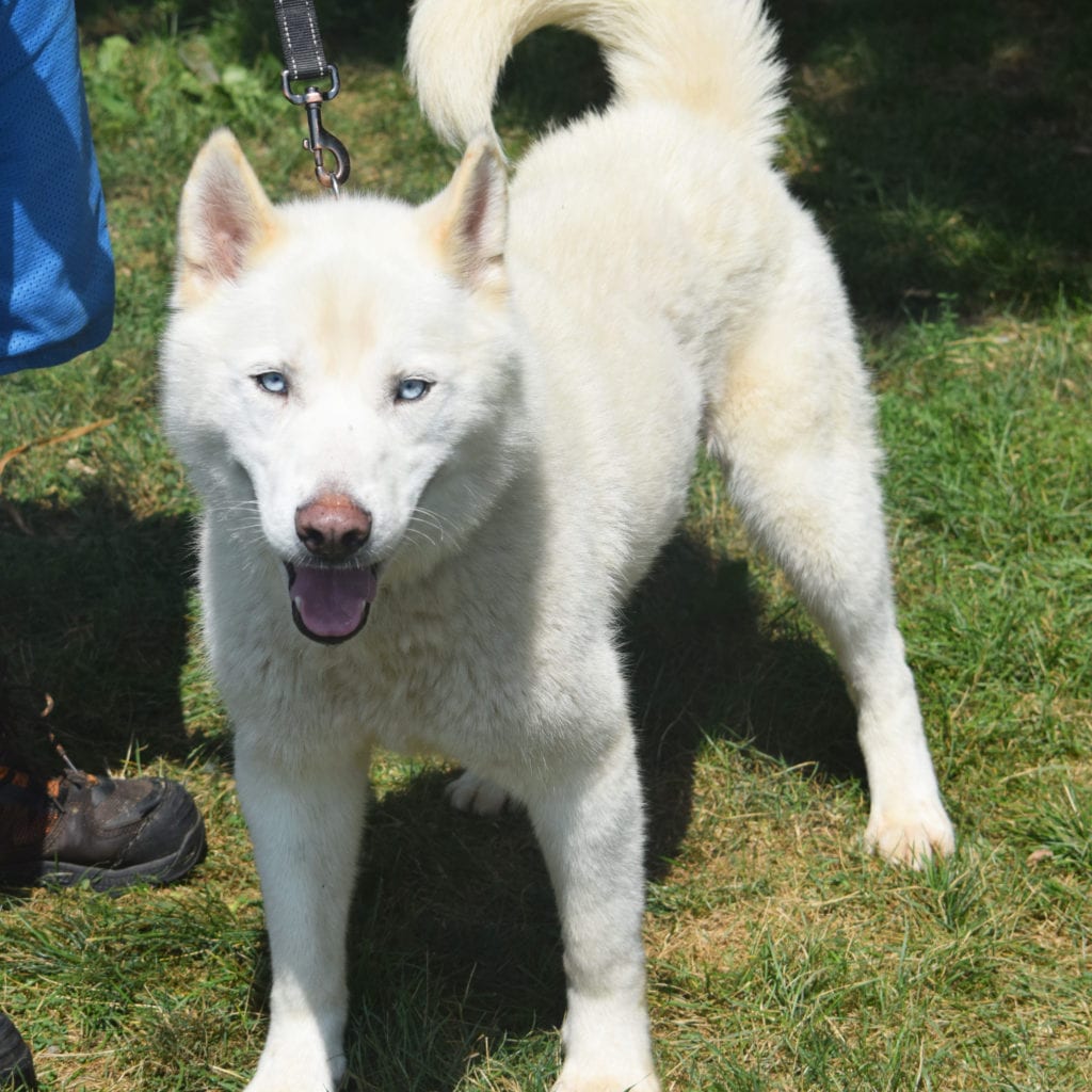 Garrett - Animal House Shelter