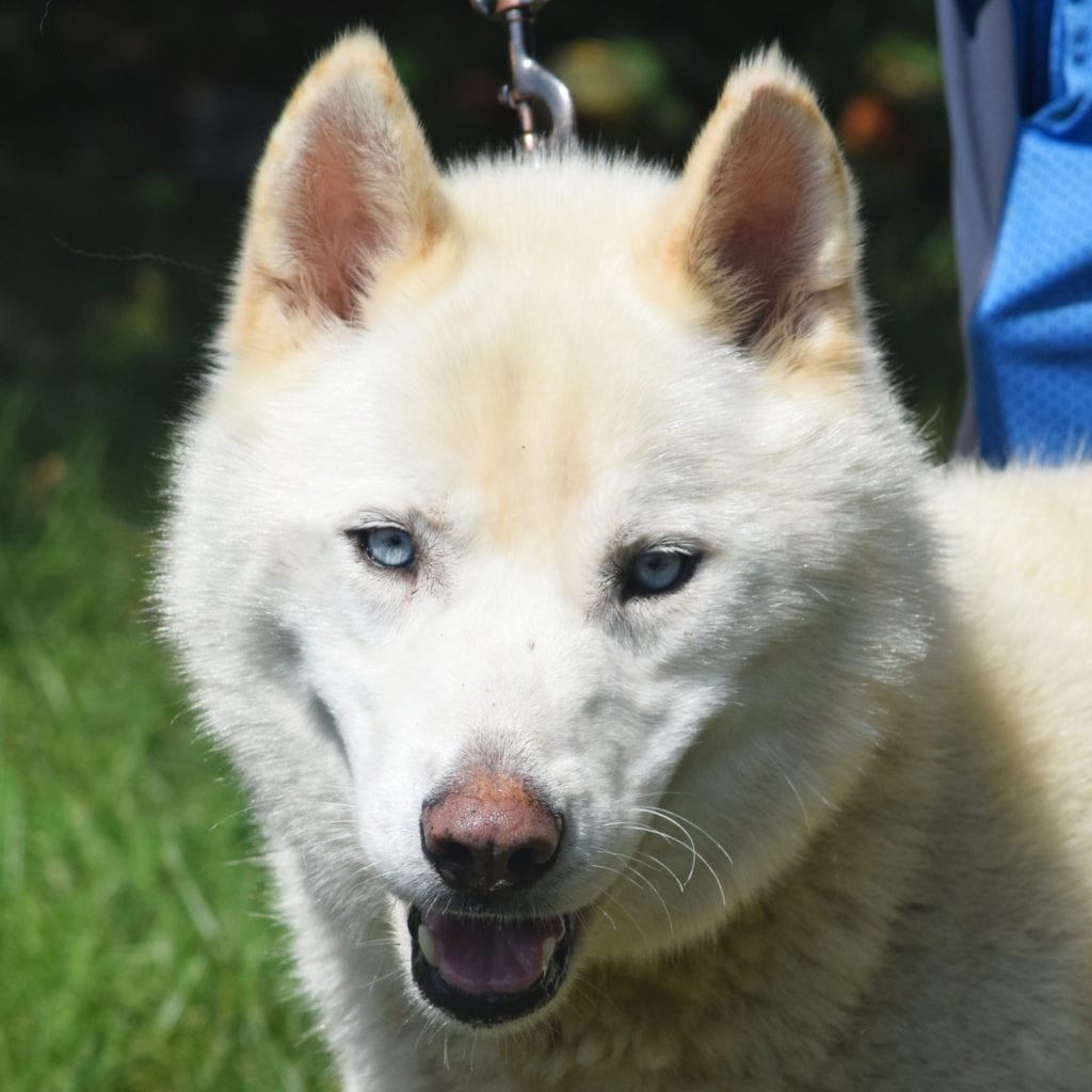 Garrett - Animal House Shelter