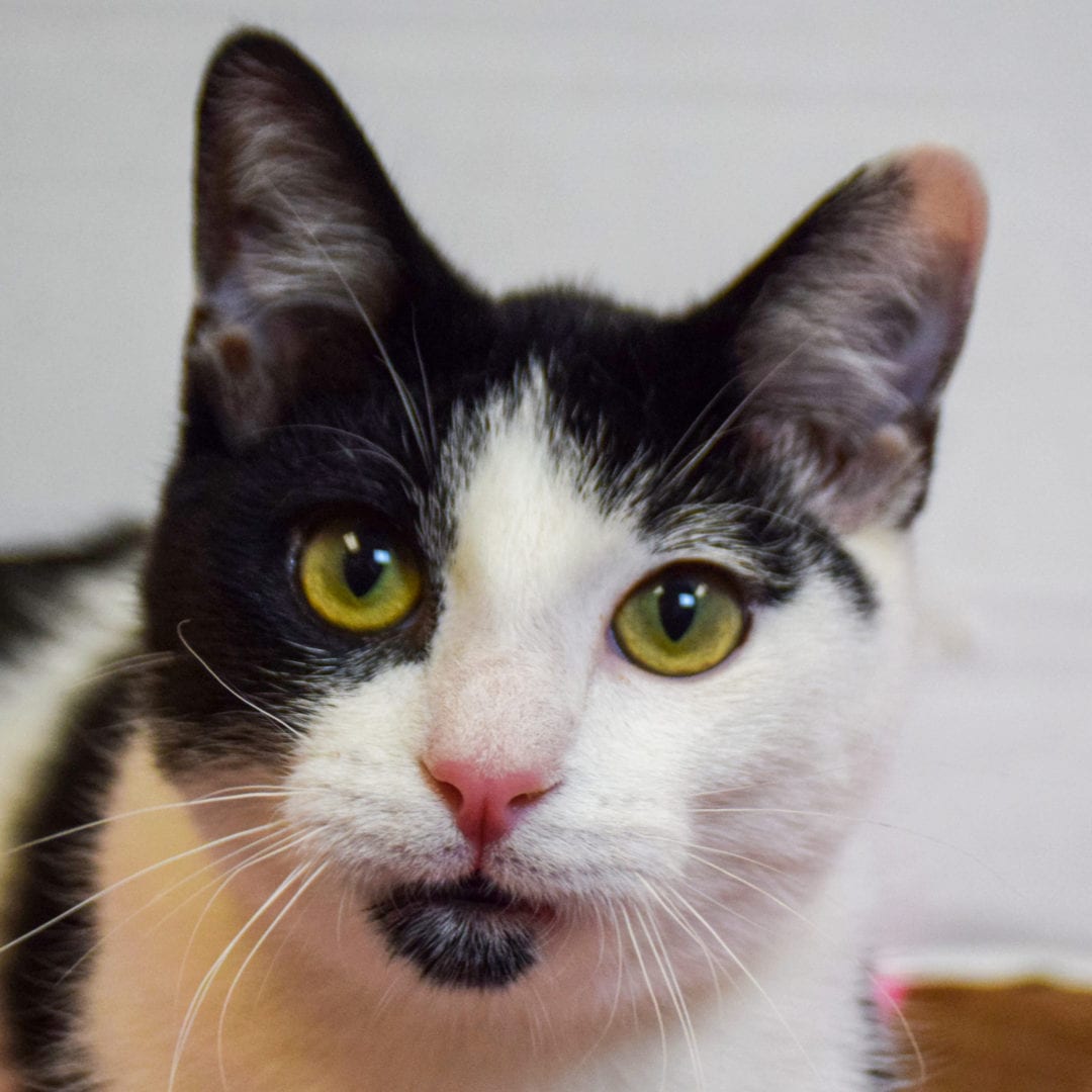 Pua - Animal House Shelter