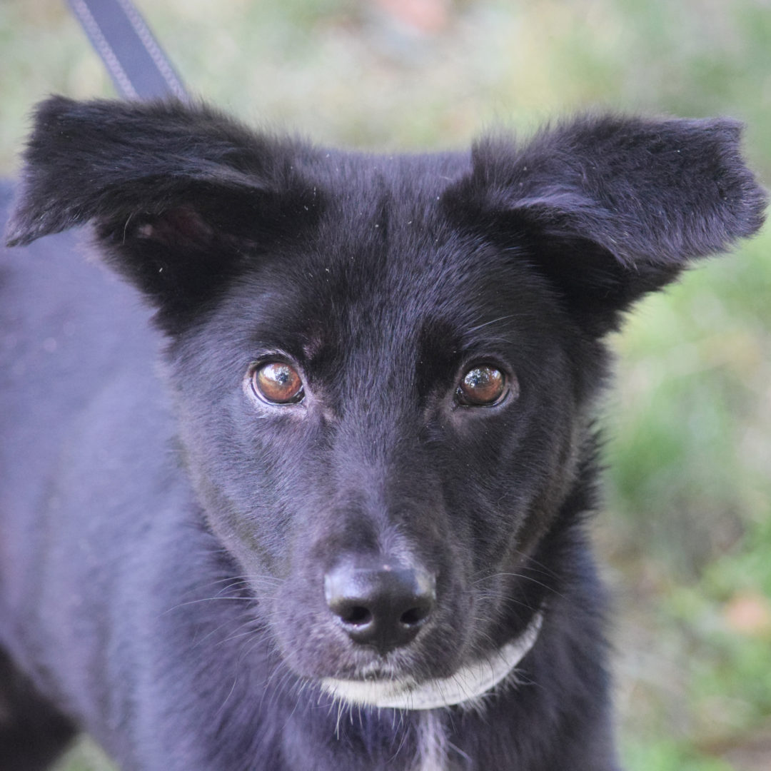 Border Collie German Shepherd Lab Mix