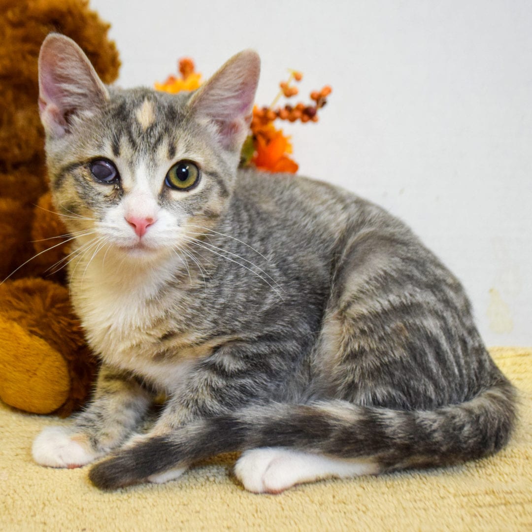 Jenny - Animal House Shelter