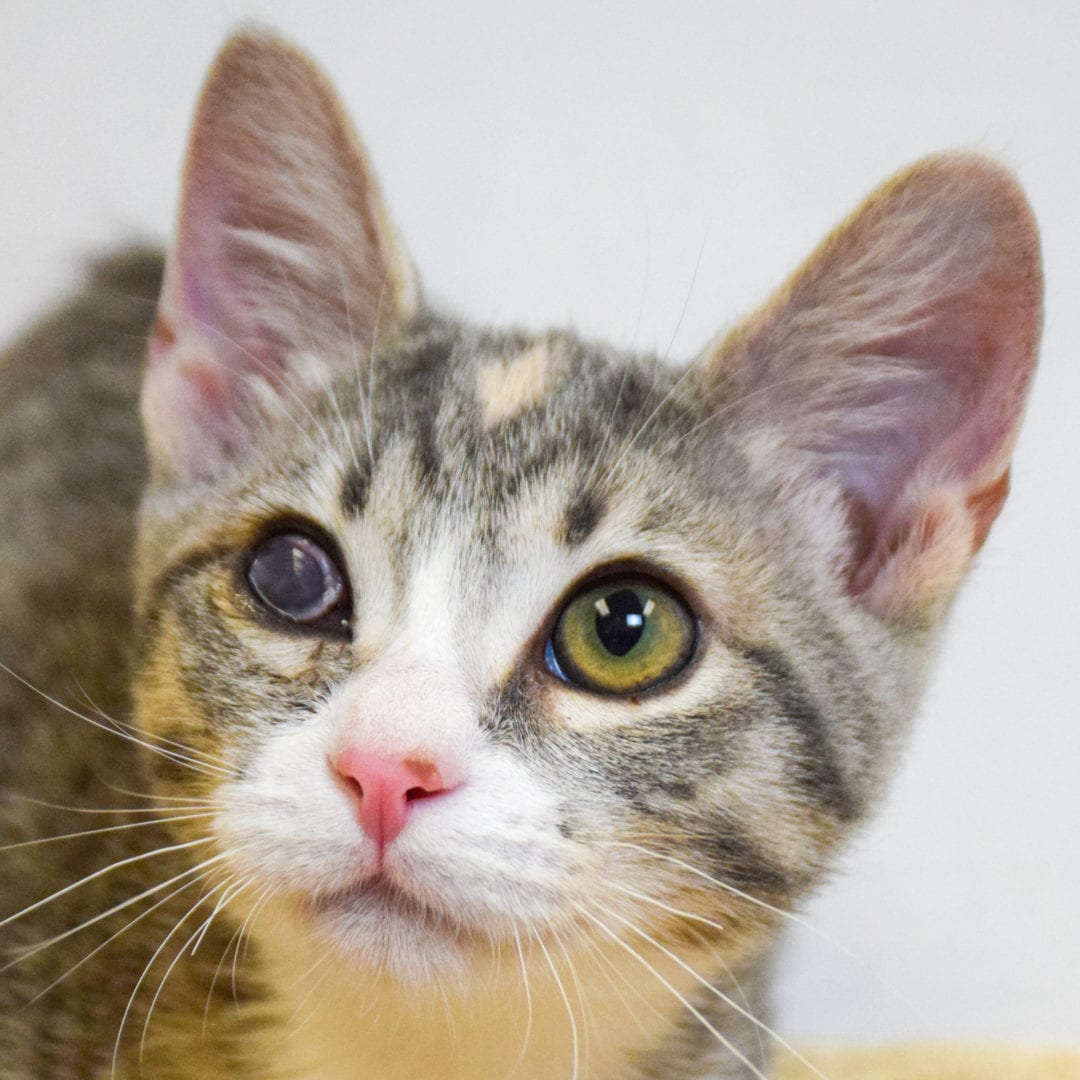 Jenny - Animal House Shelter