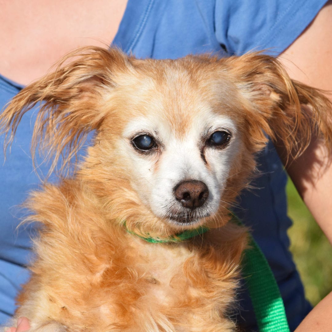 Is Skippy Good For Dogs