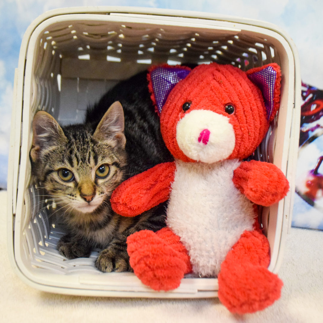 Checkers - Animal House Shelter