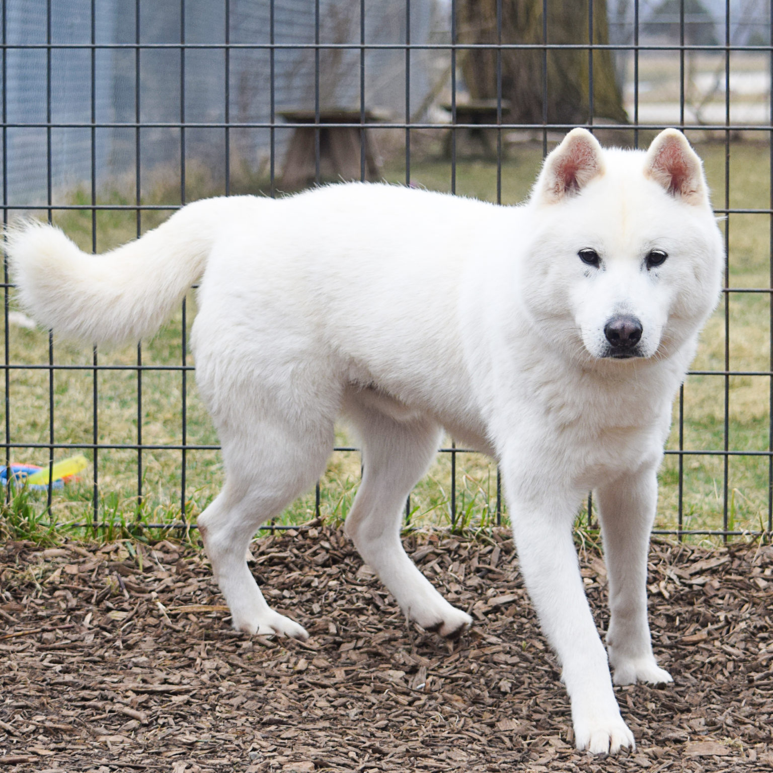 Daniel - Animal House Shelter