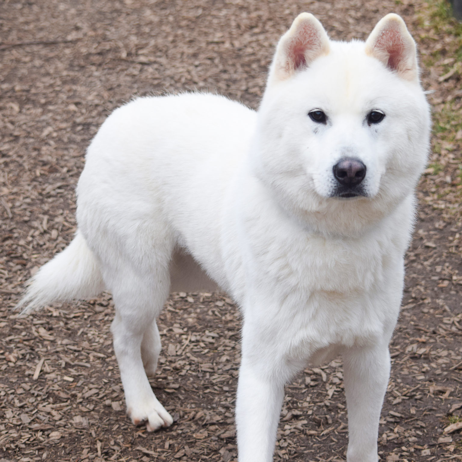 Daniel - Animal House Shelter