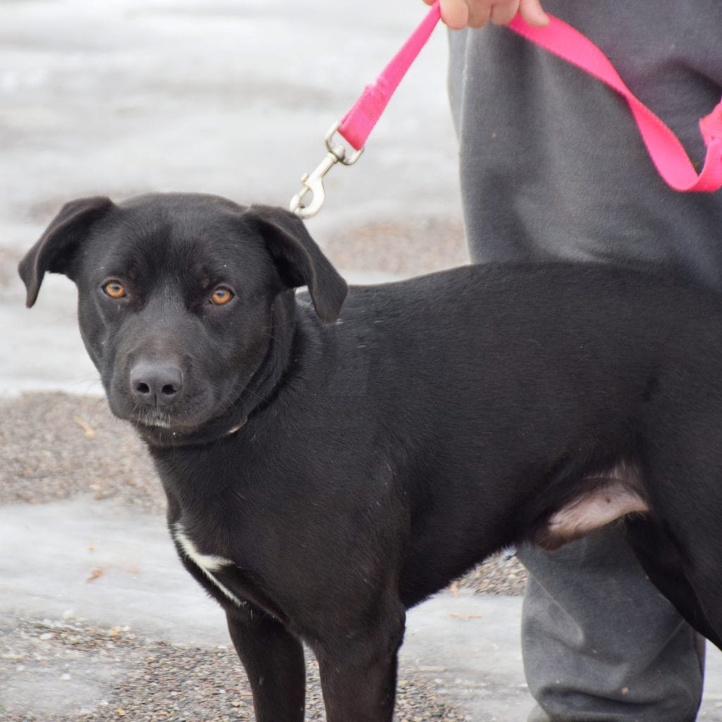 Zig Zag - Animal House Shelter