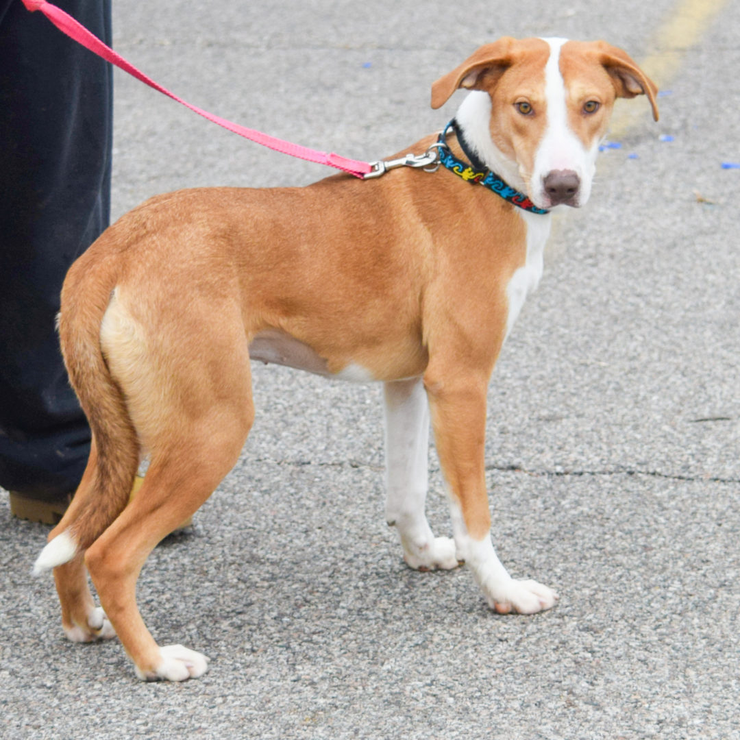 Bon Bon - Animal House Shelter